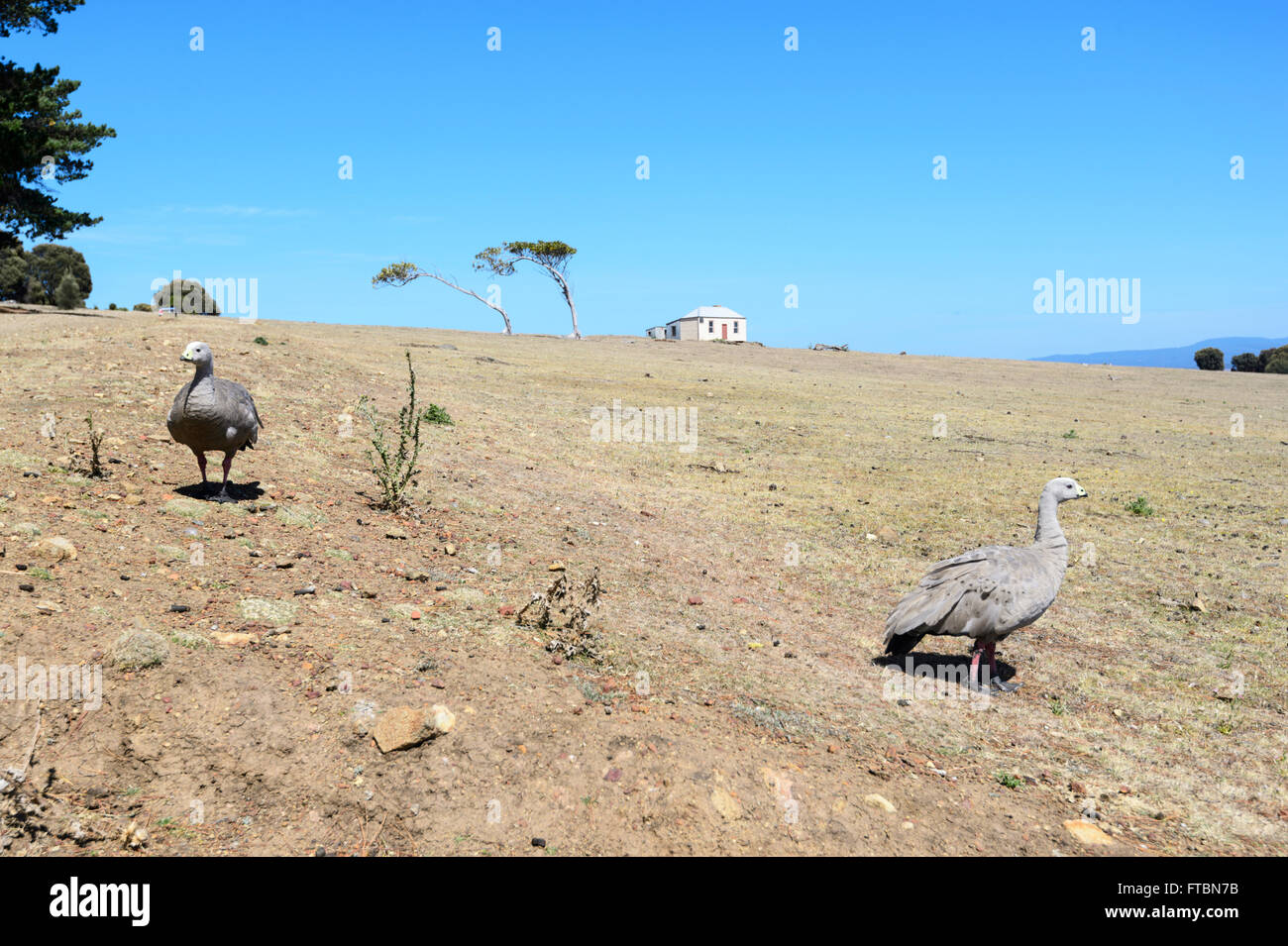 Maria Island Wildlife National Park High Resolution Stock Photography ...
