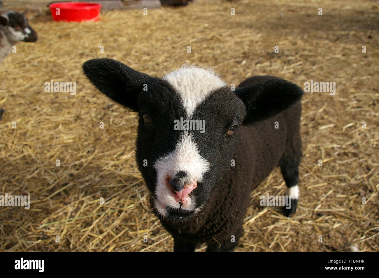 Baby Lamb Black Face High Resolution Stock Photography and Images - Alamy
