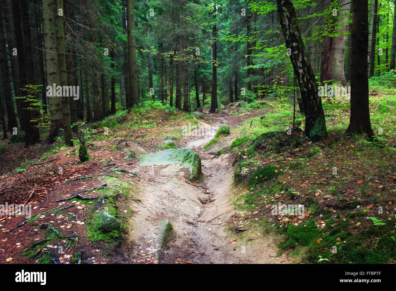 Empty footpath trees in park forest hi-res stock photography and images ...