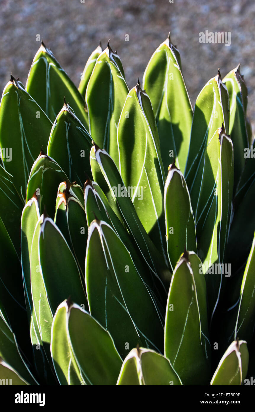 Close up of a picturesque cactus plant at botanical garden in Cagliari ...
