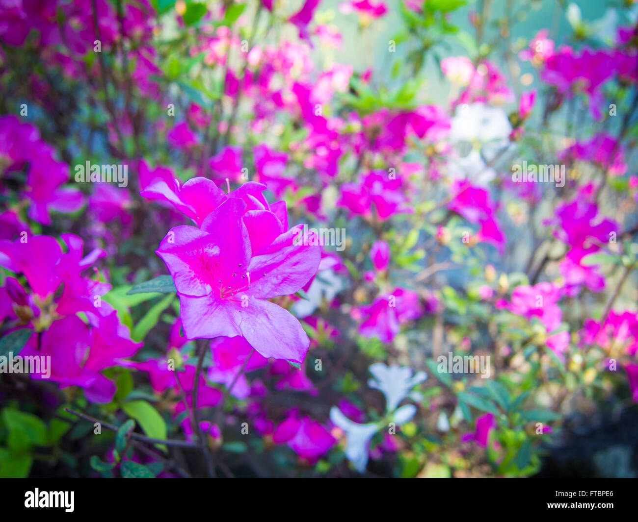 Spring soft pink flowers hi-res stock photography and images - Alamy