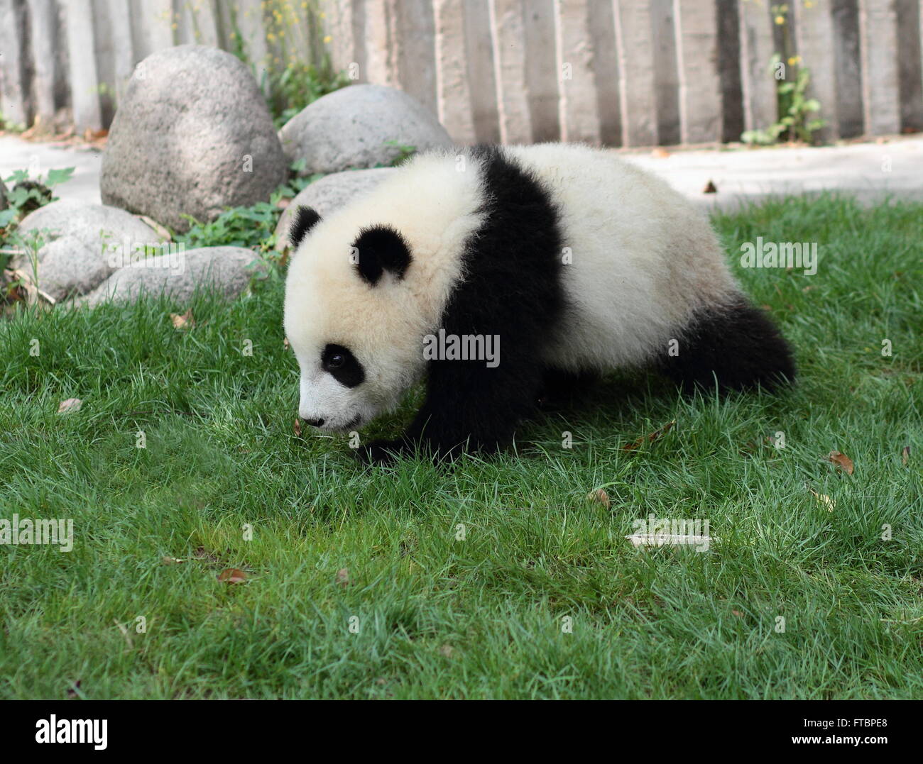 Giant panda bear on the walk Stock Photo - Alamy