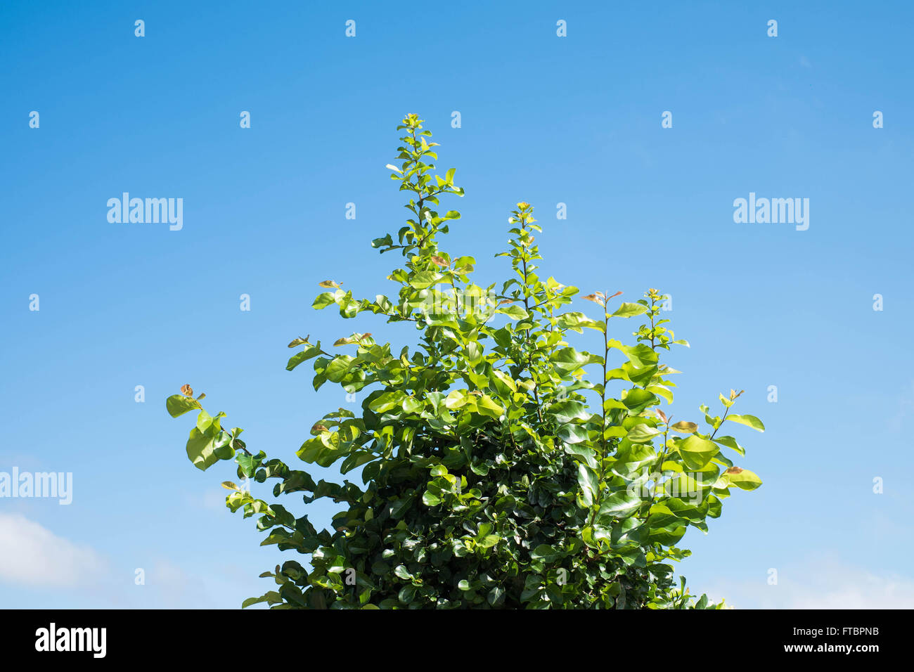Tree leaf sky hi-res stock photography and images - Alamy