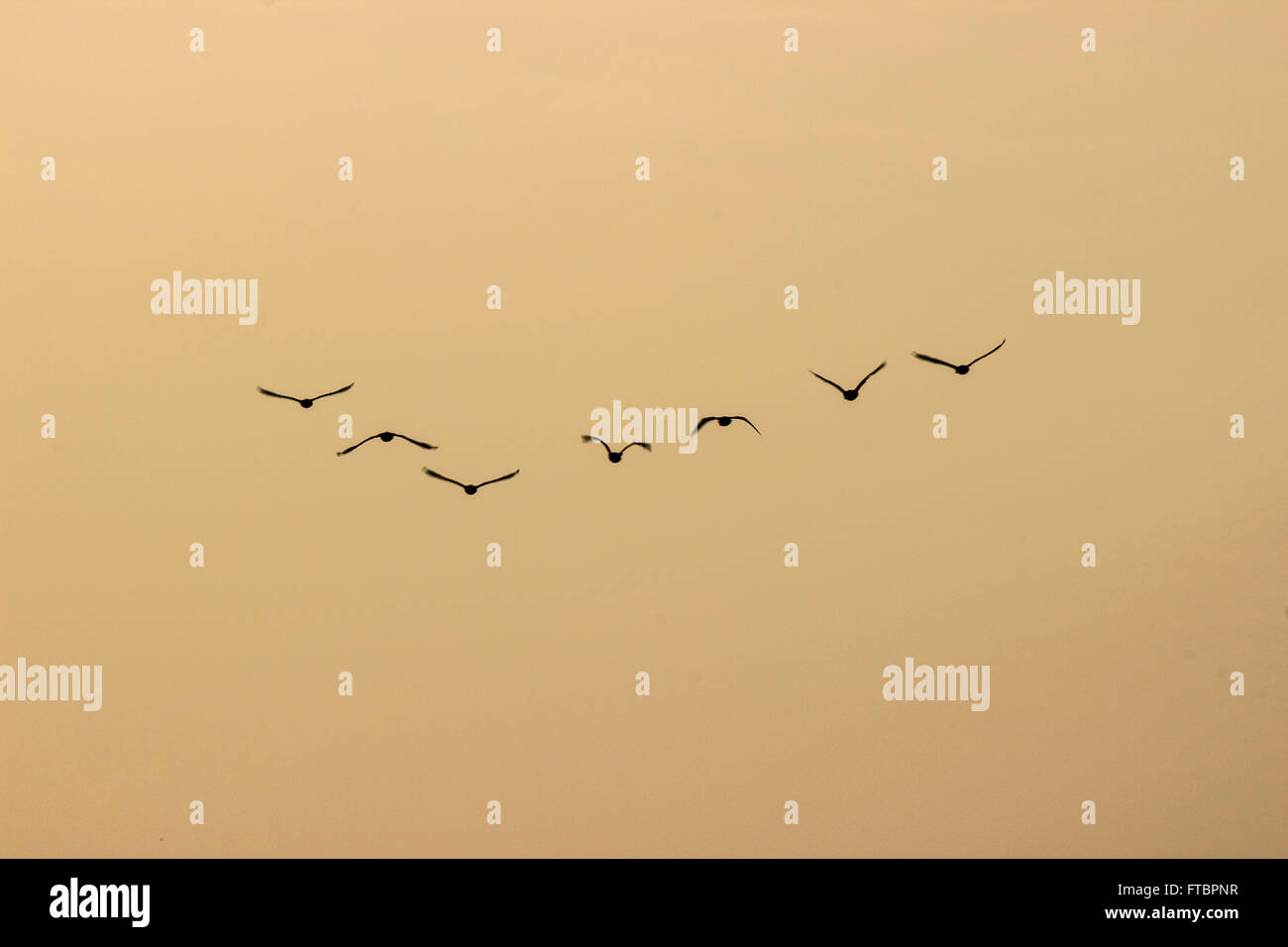 Flock birds formation hi-res stock photography and images - Alamy