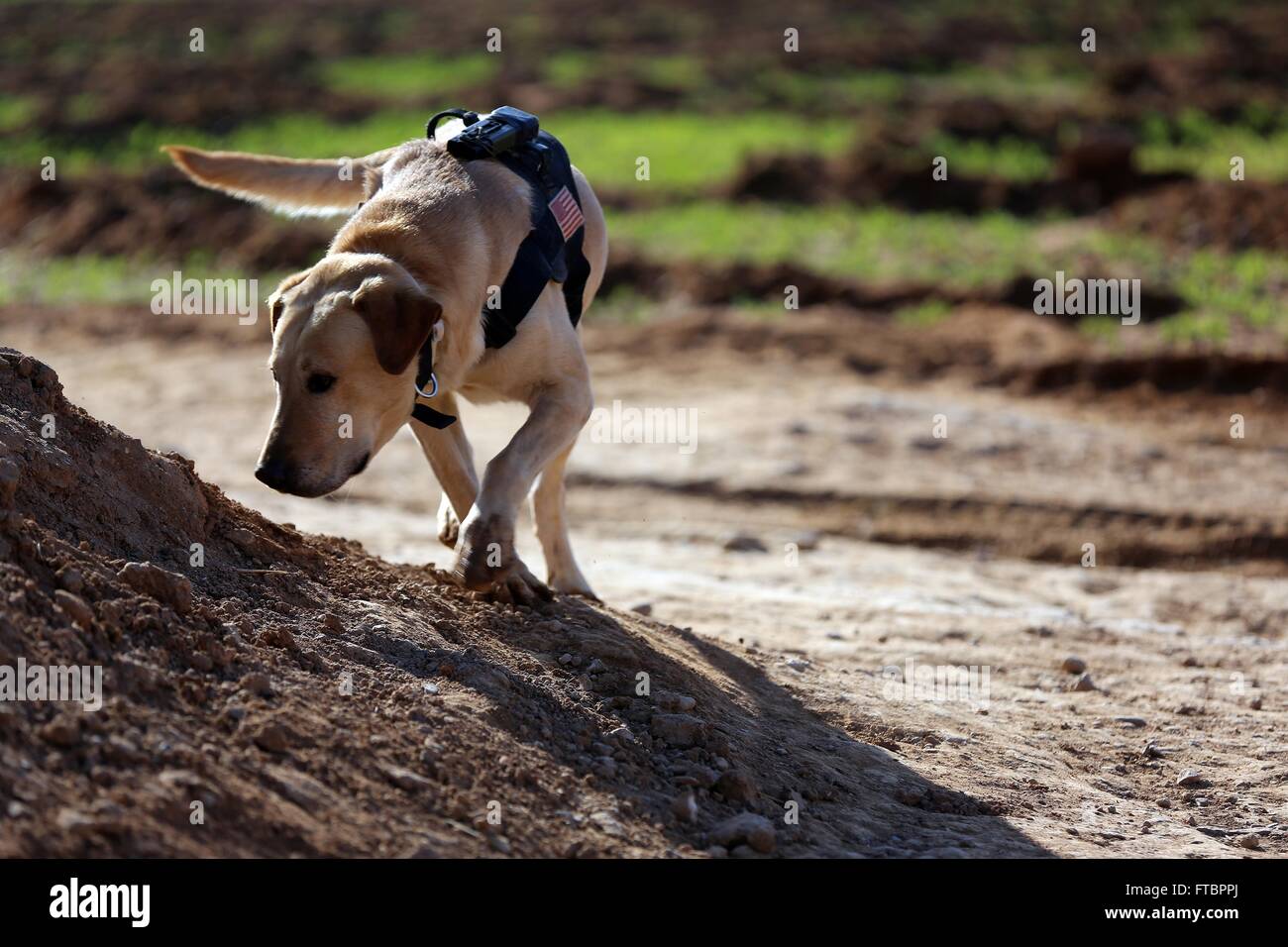 Sniffing dog explosives hi-res stock photography and images - Alamy