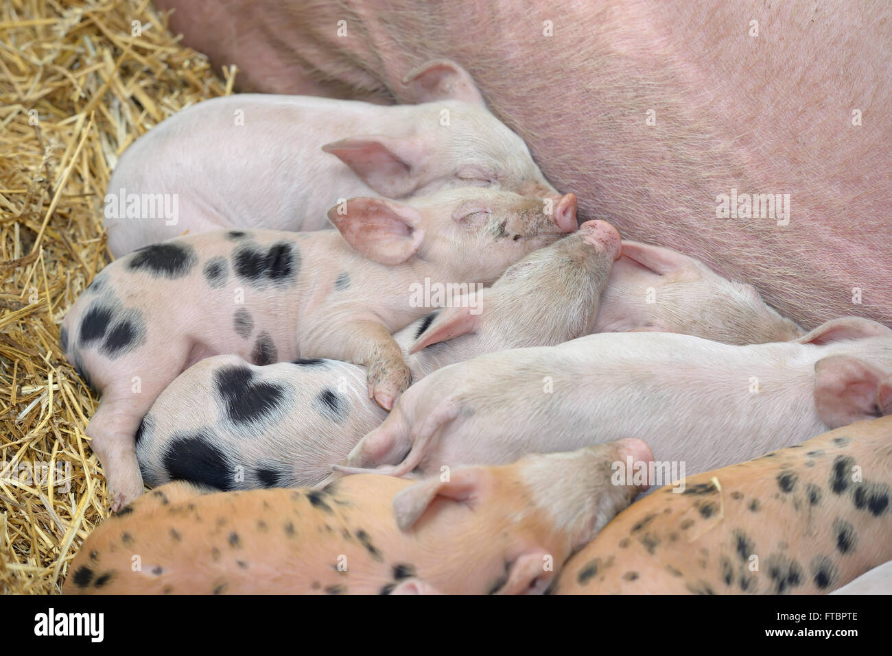 young piglet sleep on hay at farm Stock Photo - Alamy
