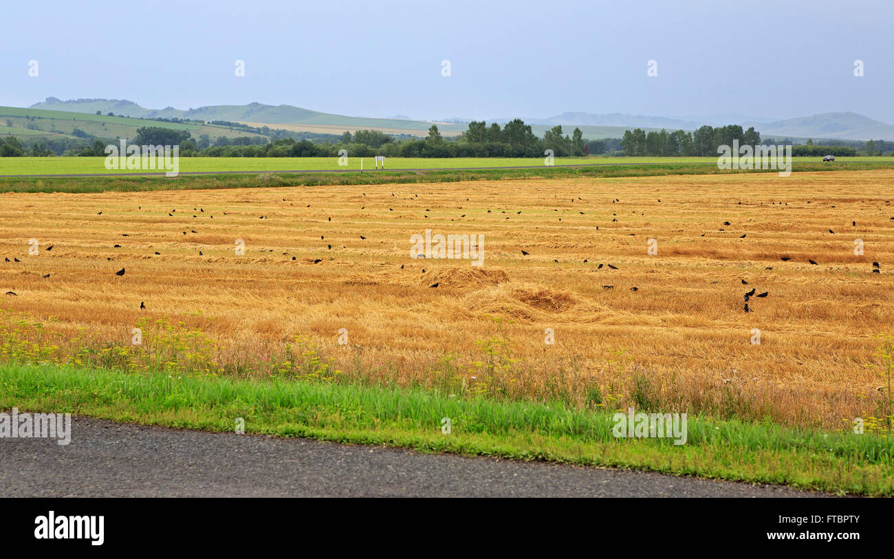 Flock of rooks on sloping field in Altai region Stock Photo - Alamy