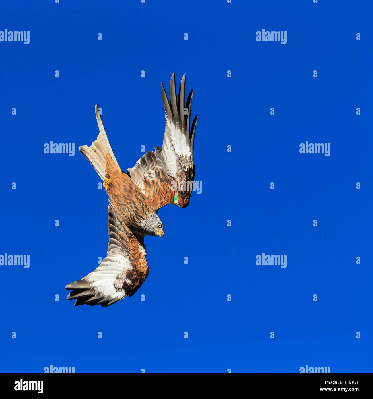 Red kite england hi-res stock photography and images - Alamy
