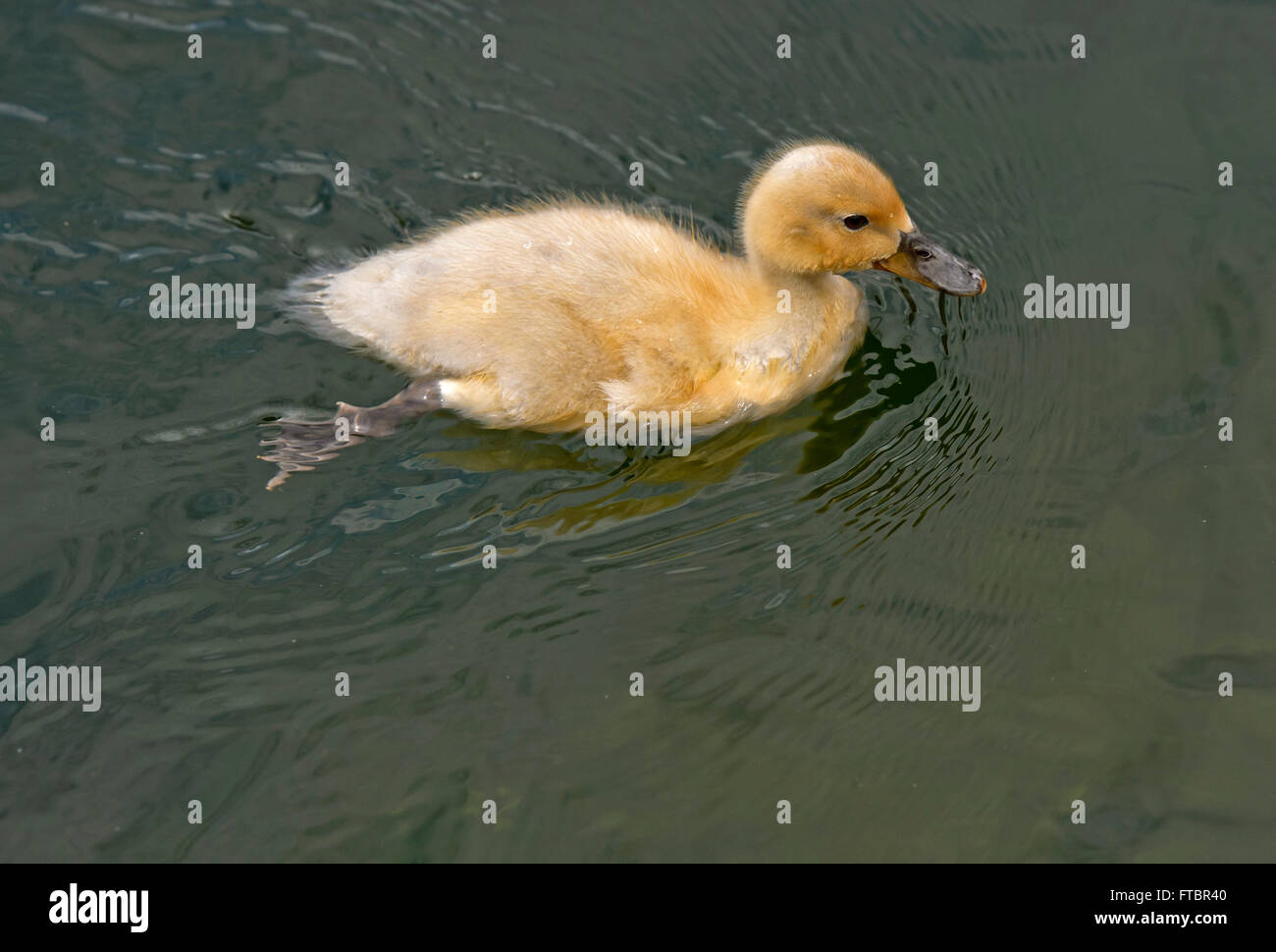 Yellow duckling swimming hi-res stock photography and images - Alamy