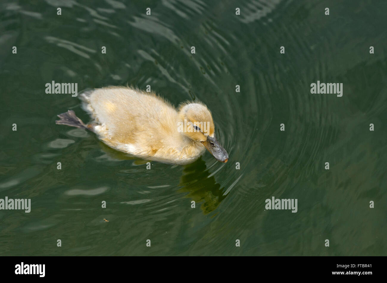 Yellow duckling swimming hi-res stock photography and images - Alamy