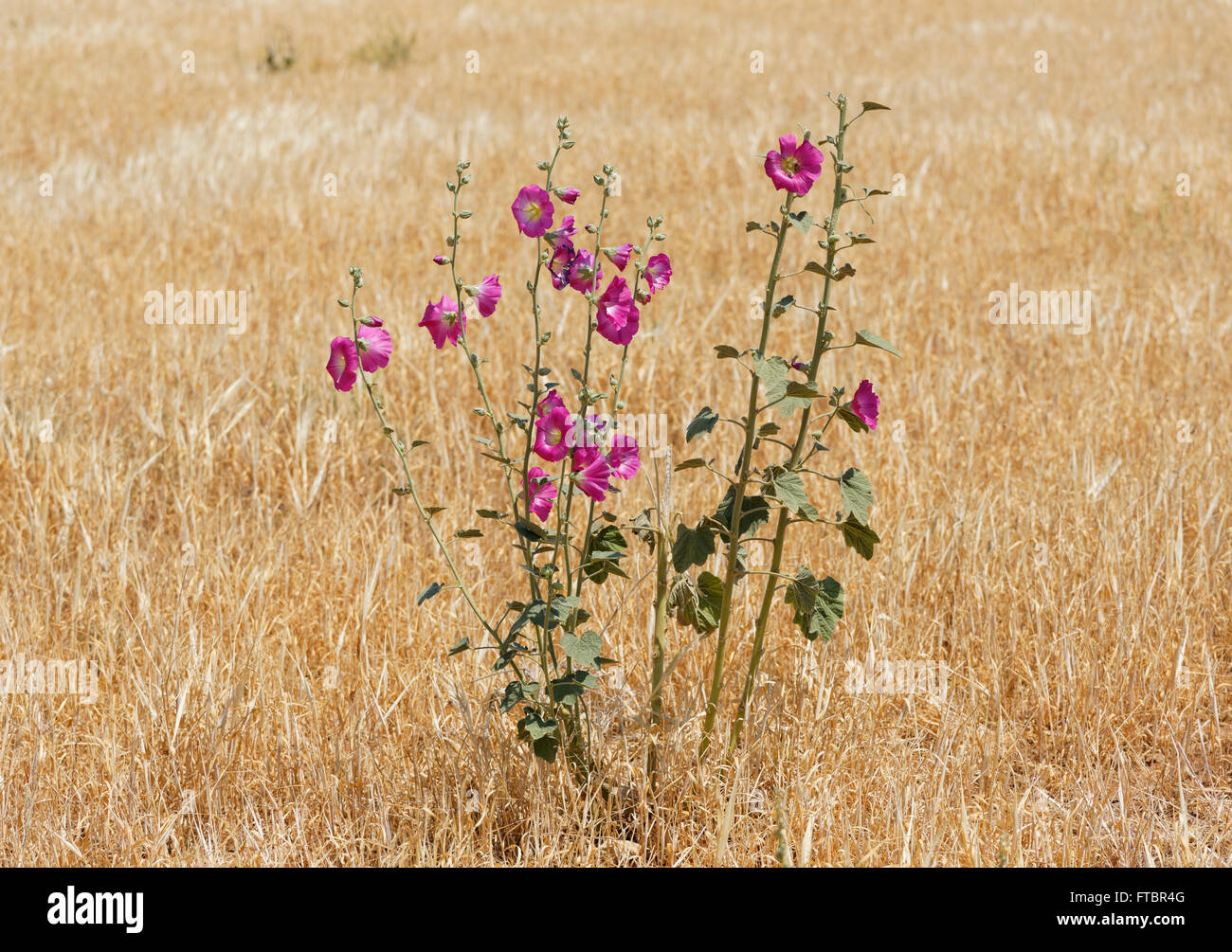 Biennial hollyhock (Alcea biennis), Anatolia, Turkey Stock Photo - Alamy