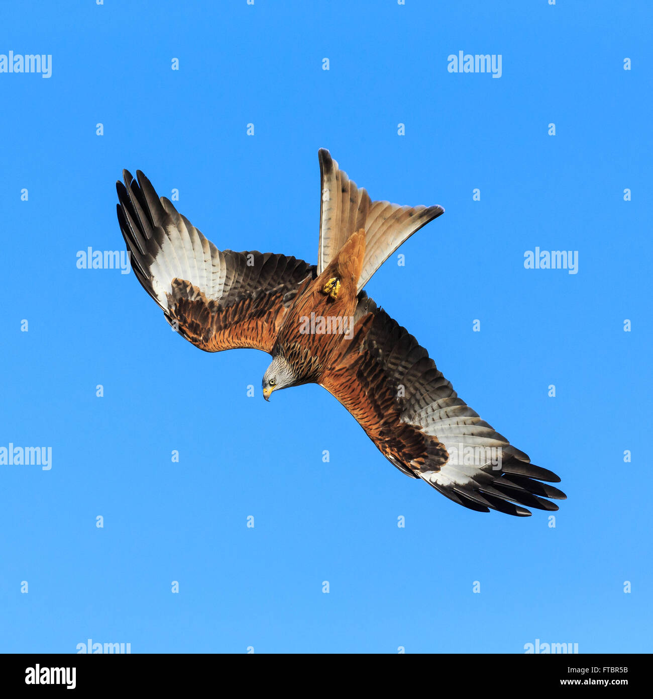 Red kite north yorkshire hi-res stock photography and images - Alamy
