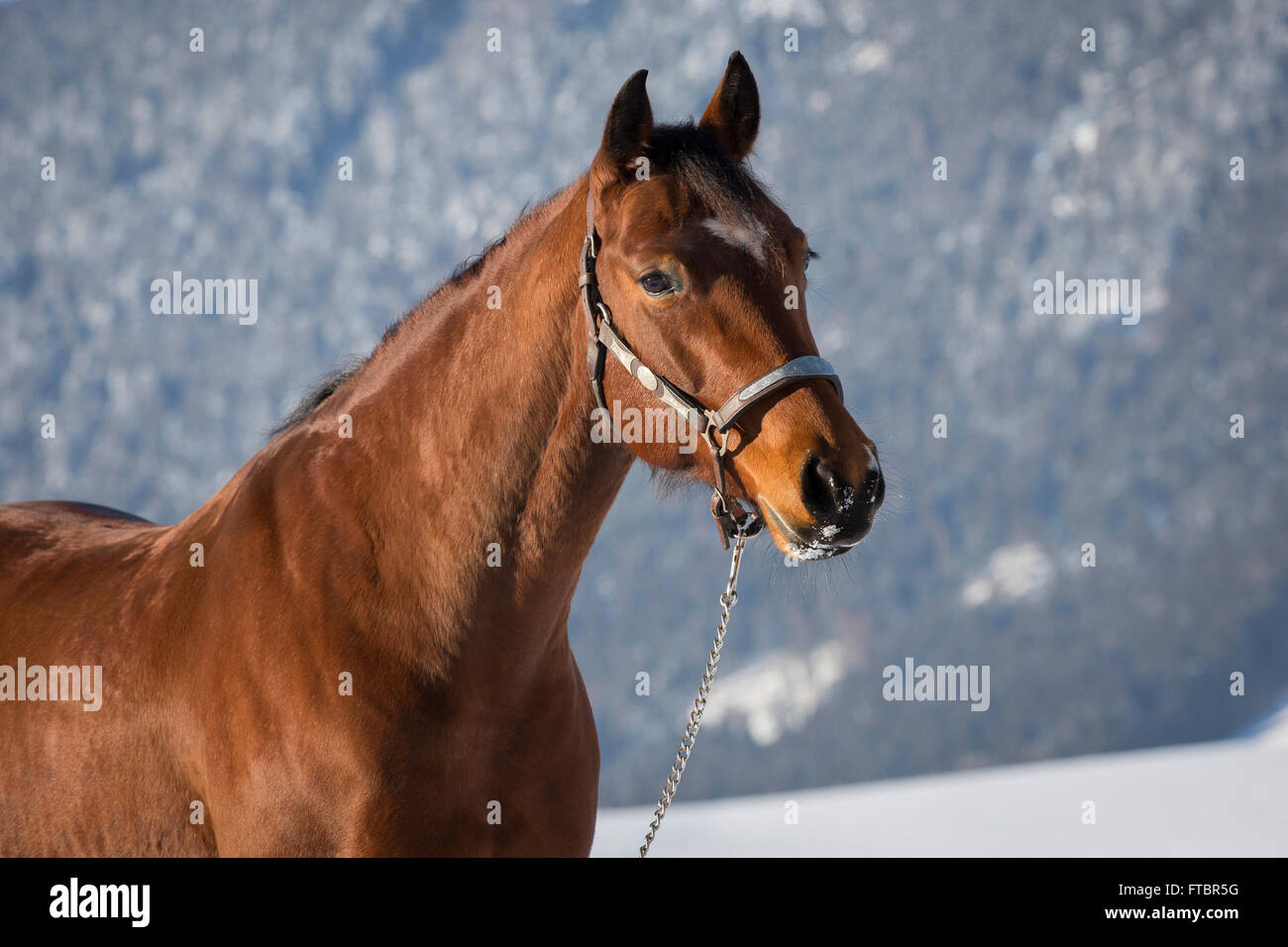 Brown Quarter Horse Stallion