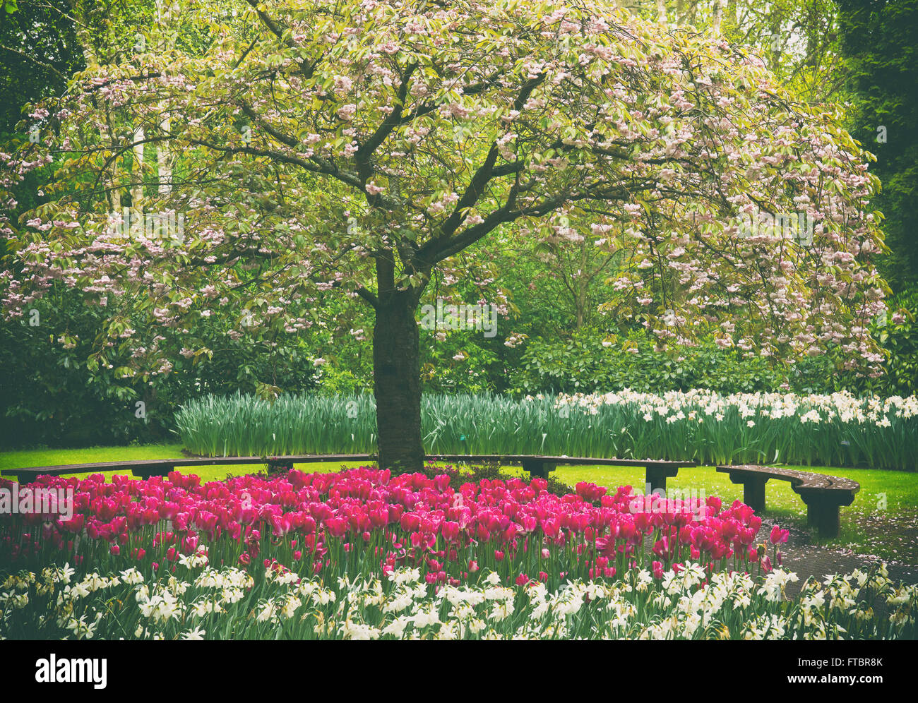 spring blooming tree in garden Stock Photo - Alamy