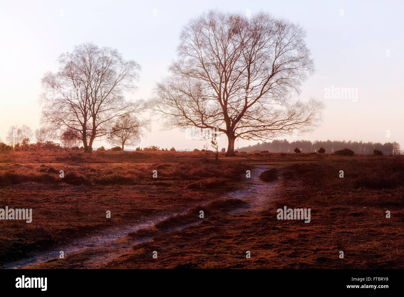 Linwood, new forest hi-res stock photography and images - Alamy