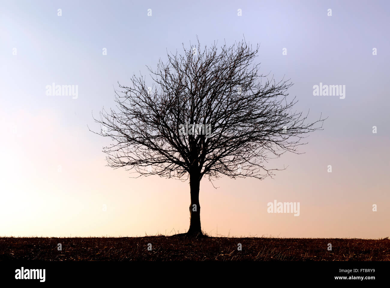 a winter tree in the New Forest, Hampshire, England, UK Stock Photo - Alamy