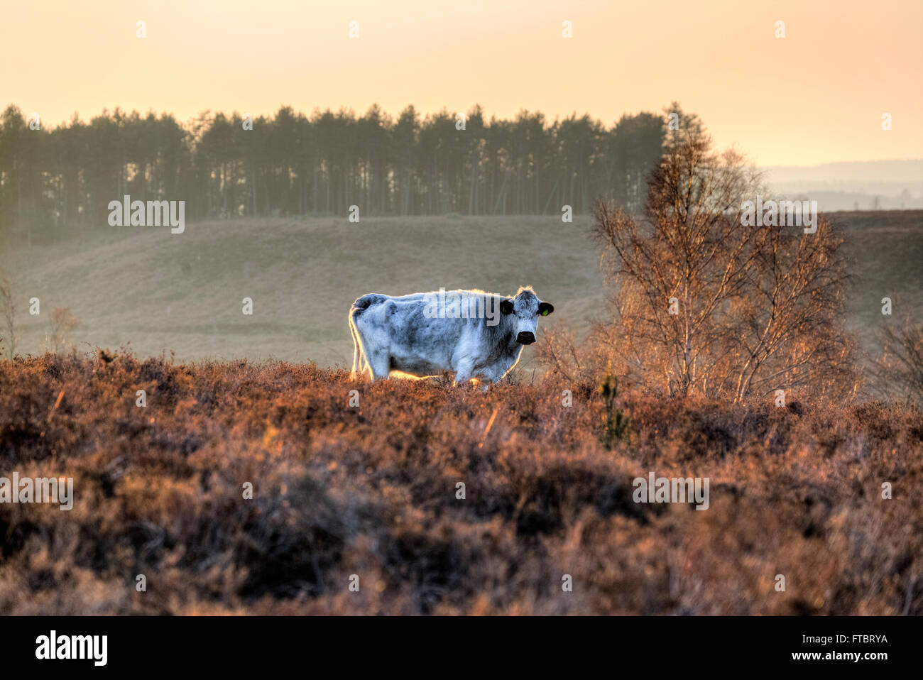 New forest cow hi-res stock photography and images - Alamy