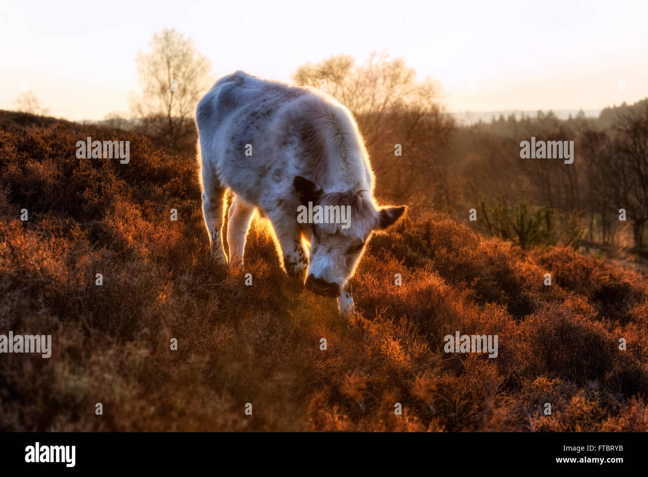 a calf at Rockford Common; Linwood; New Forest; Hamsphire; England; UK ...