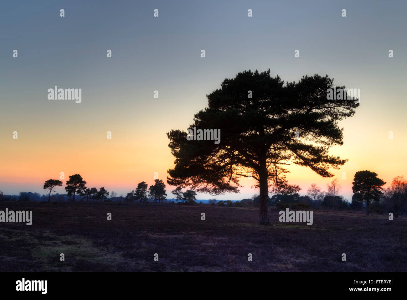 Linwood, new forest hi-res stock photography and images - Alamy
