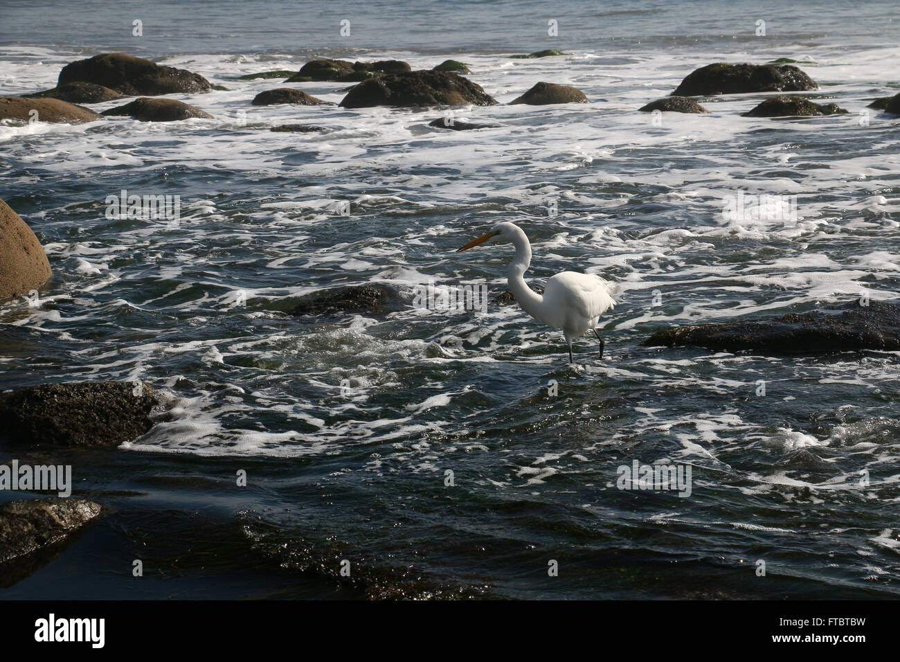 Great Egret in tide pool Leo Carrillo State Park Pacific Coast Highway ...