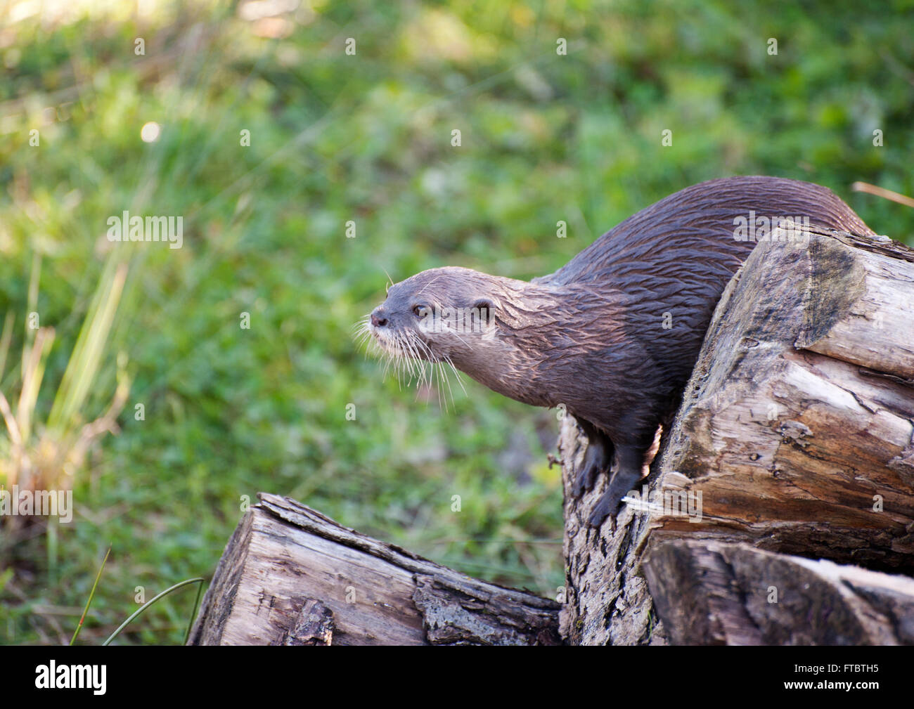 Otters tail hi-res stock photography and images - Alamy