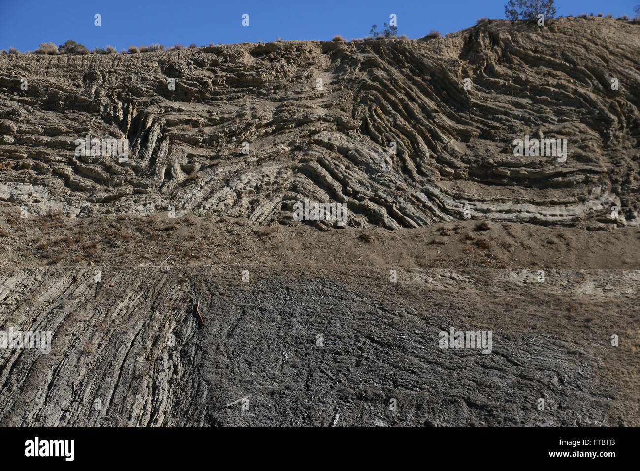 Deformed rock layers in road cut along San Andres fault County of Los ...