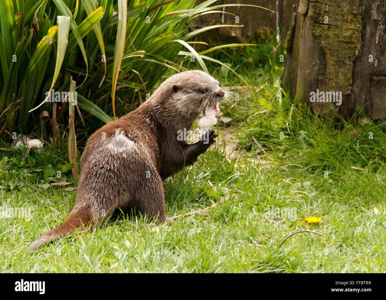 River otter on log hi-res stock photography and images - Alamy