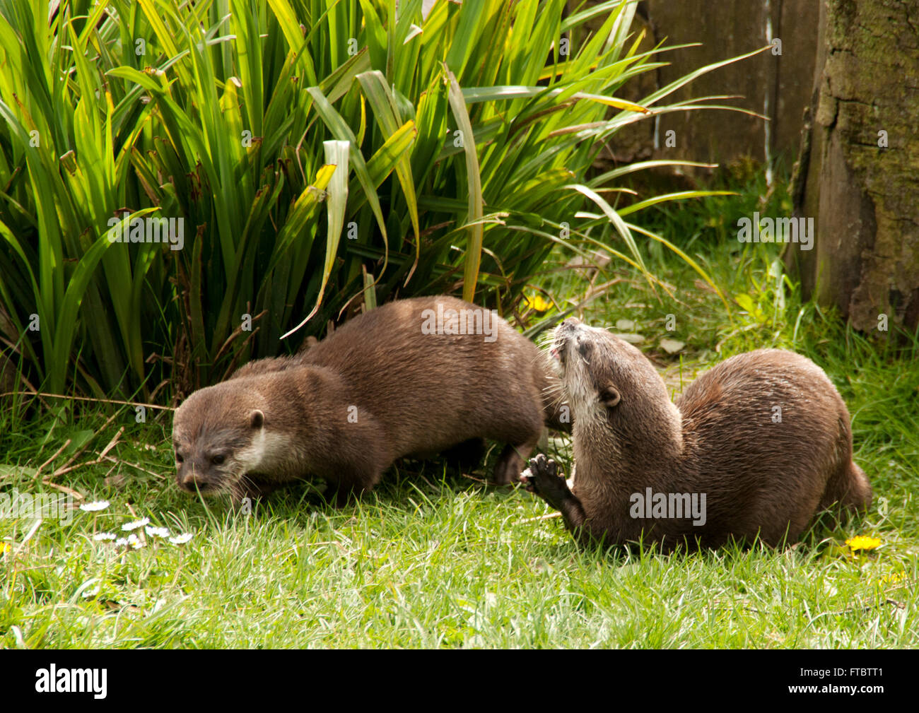 River otter on log hi-res stock photography and images - Alamy