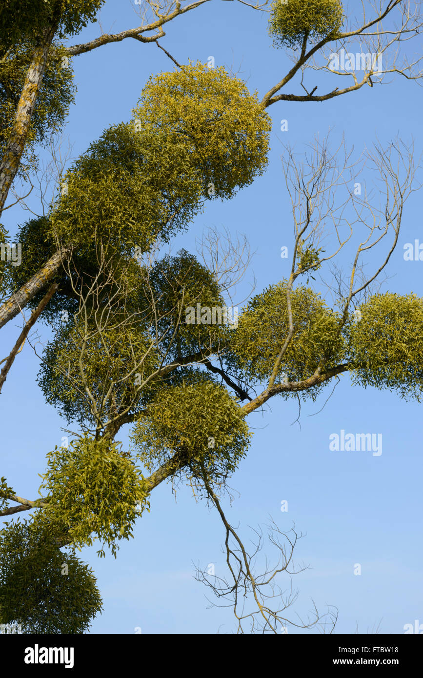 Mistletoe bunches hi-res stock photography and images - Alamy