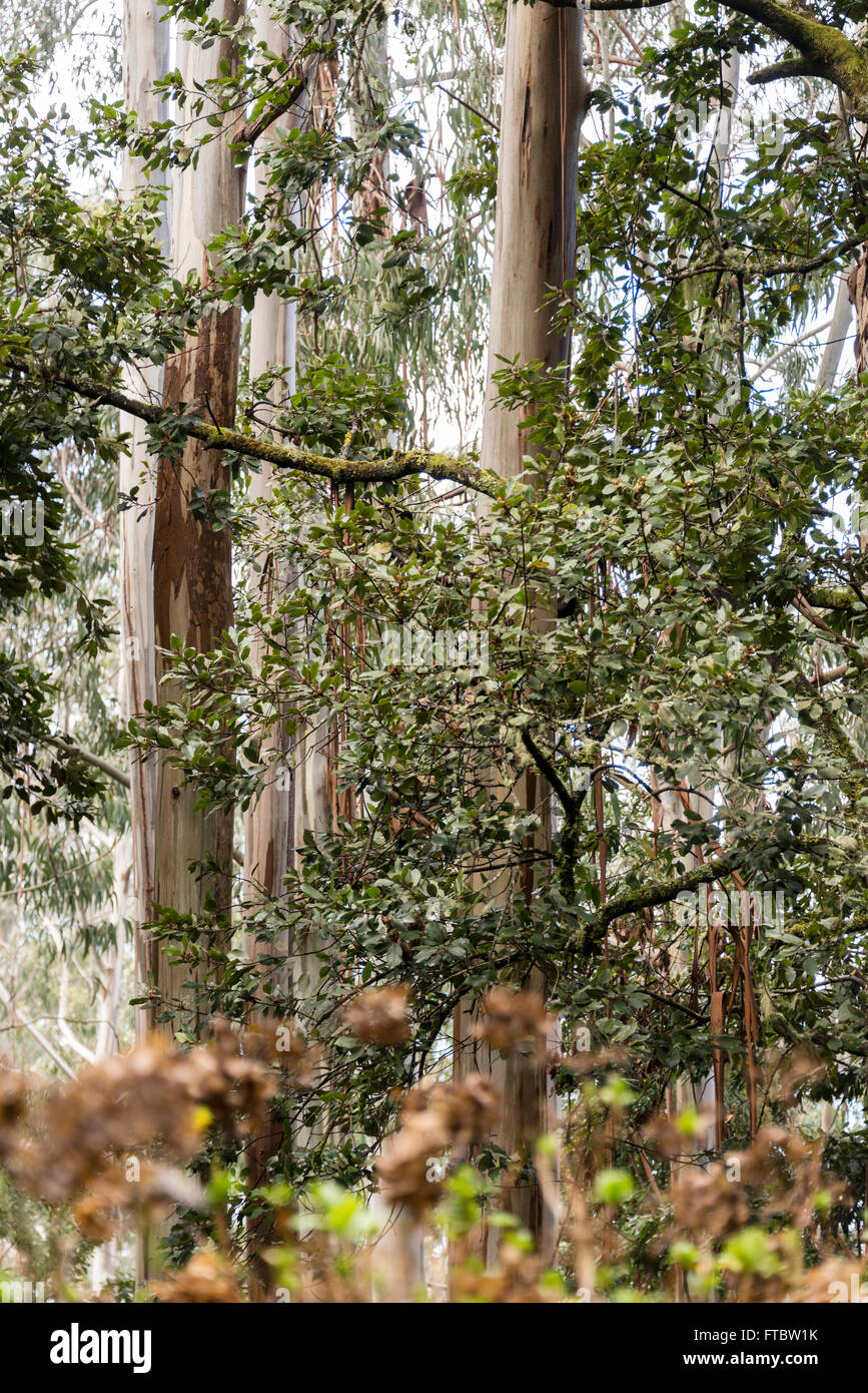 laurel trees on madeira portuguese island Stock Photo - Alamy