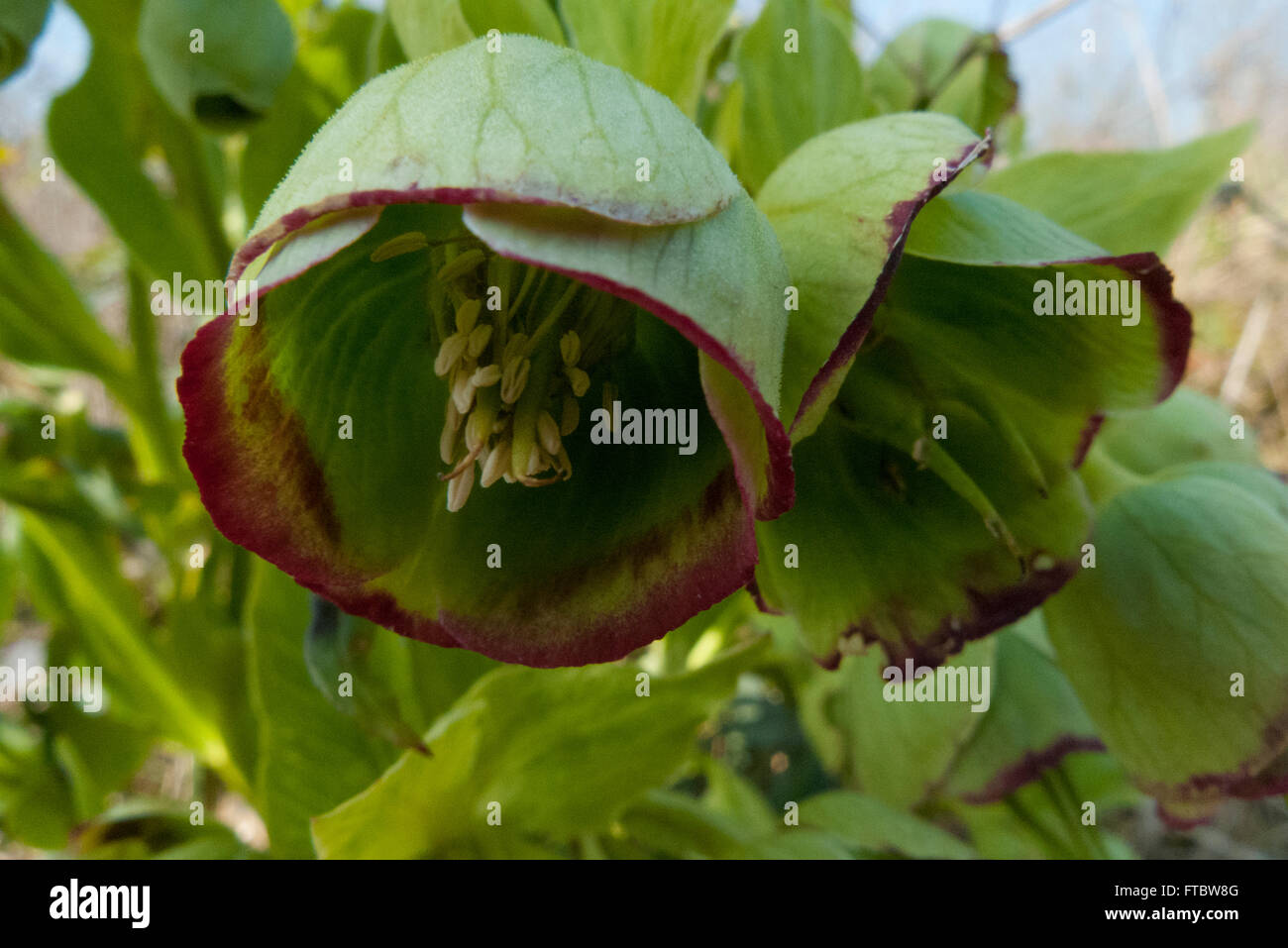 Helleborous hi-res stock photography and images - Alamy