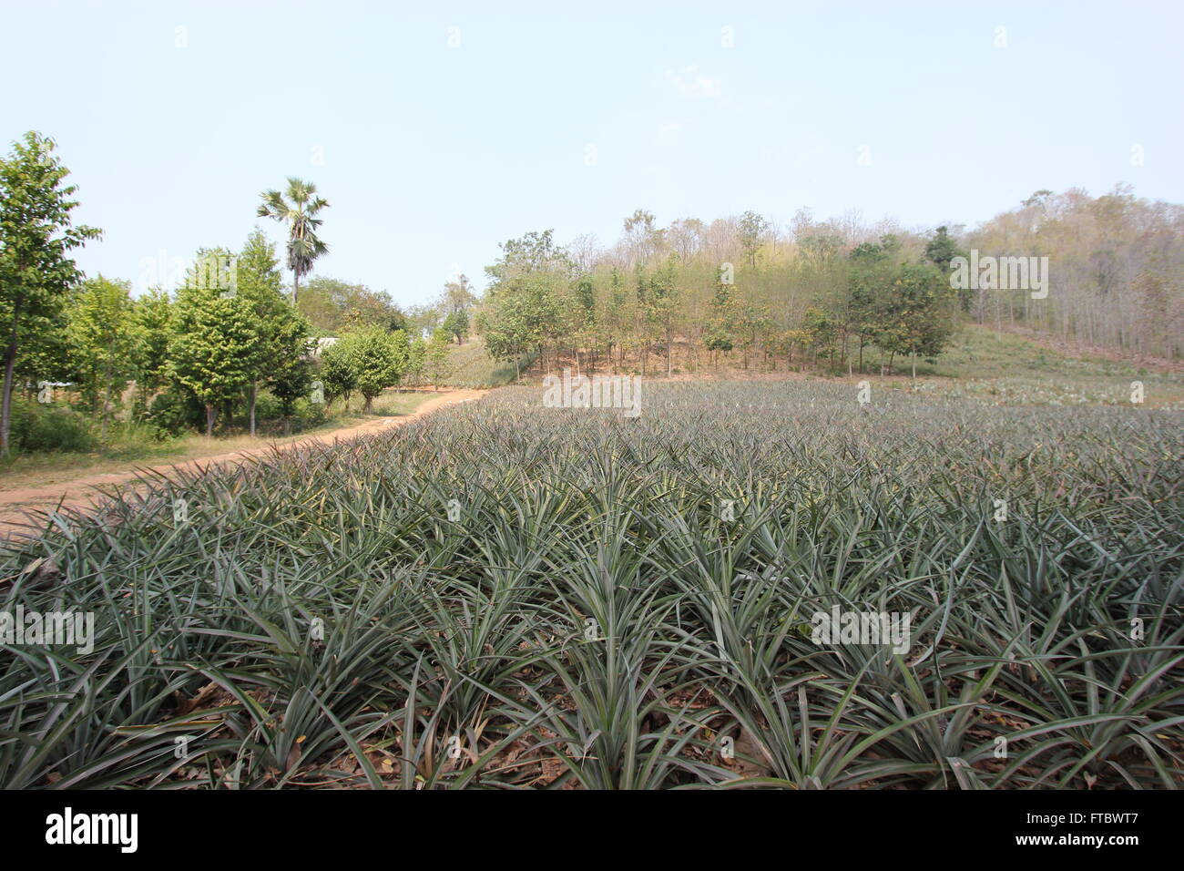 Pineapple statue hi-res stock photography and images - Alamy
