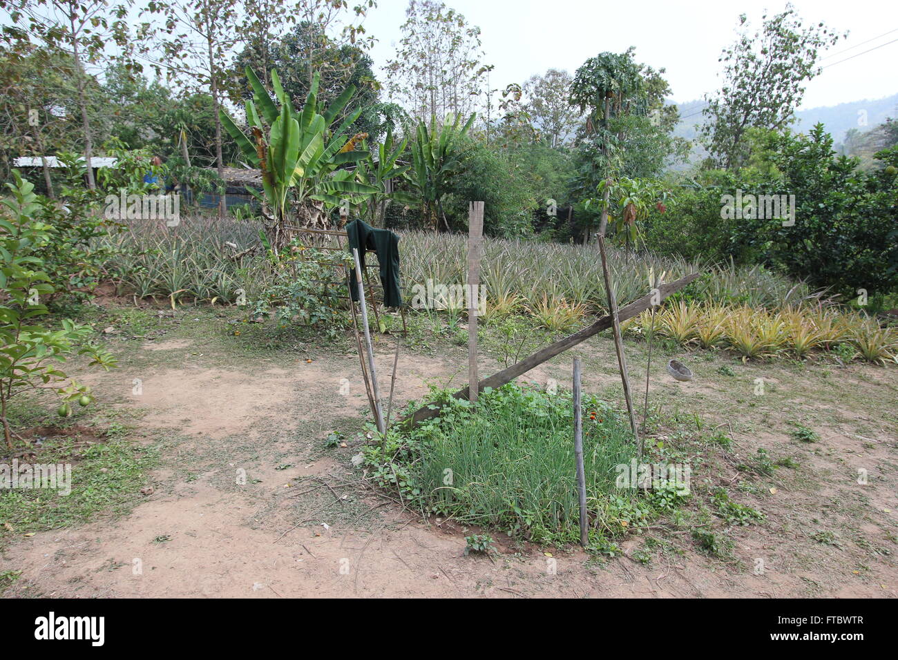 Pineapple farm thailand hi-res stock photography and images - Alamy