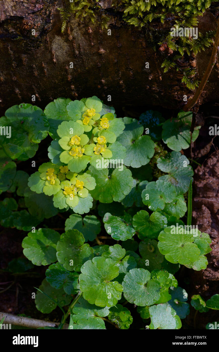 Golden Saxifrage (Chrysosplenium alternifolium Stock Photo - Alamy