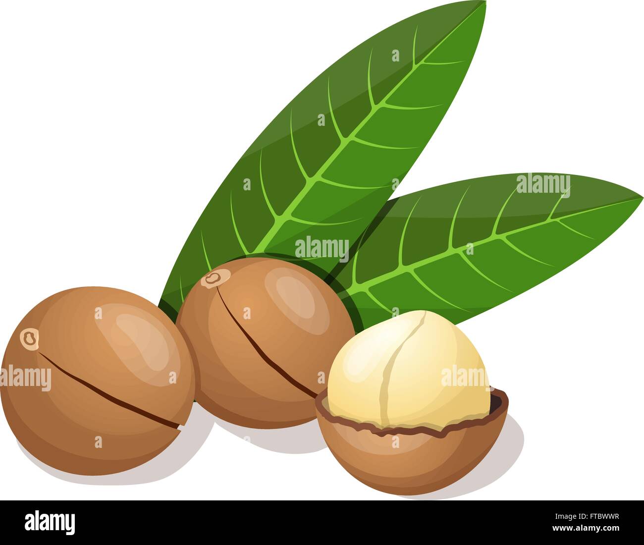Macadamia with leafs isolated on white. Vector illustration Stock ...