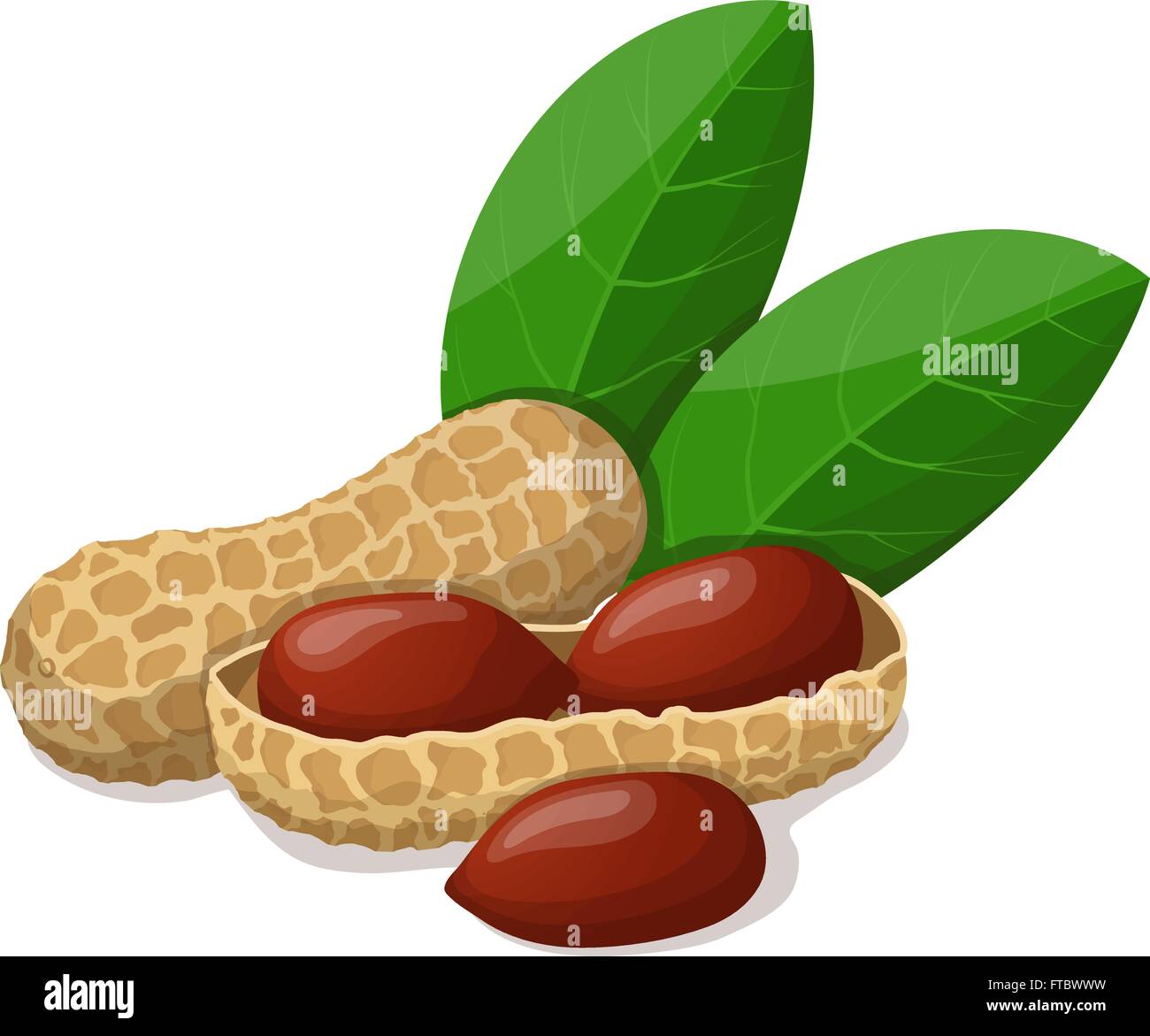 Kidney peel Stock Vector Images - Alamy