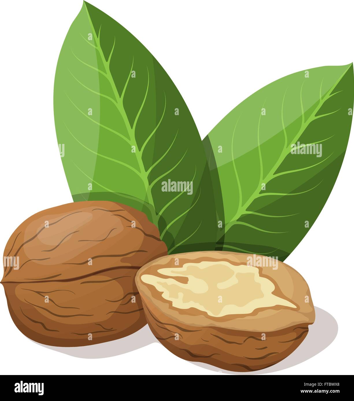 Walnuts with leafs isolated on white. Vector illustration Stock Vector ...