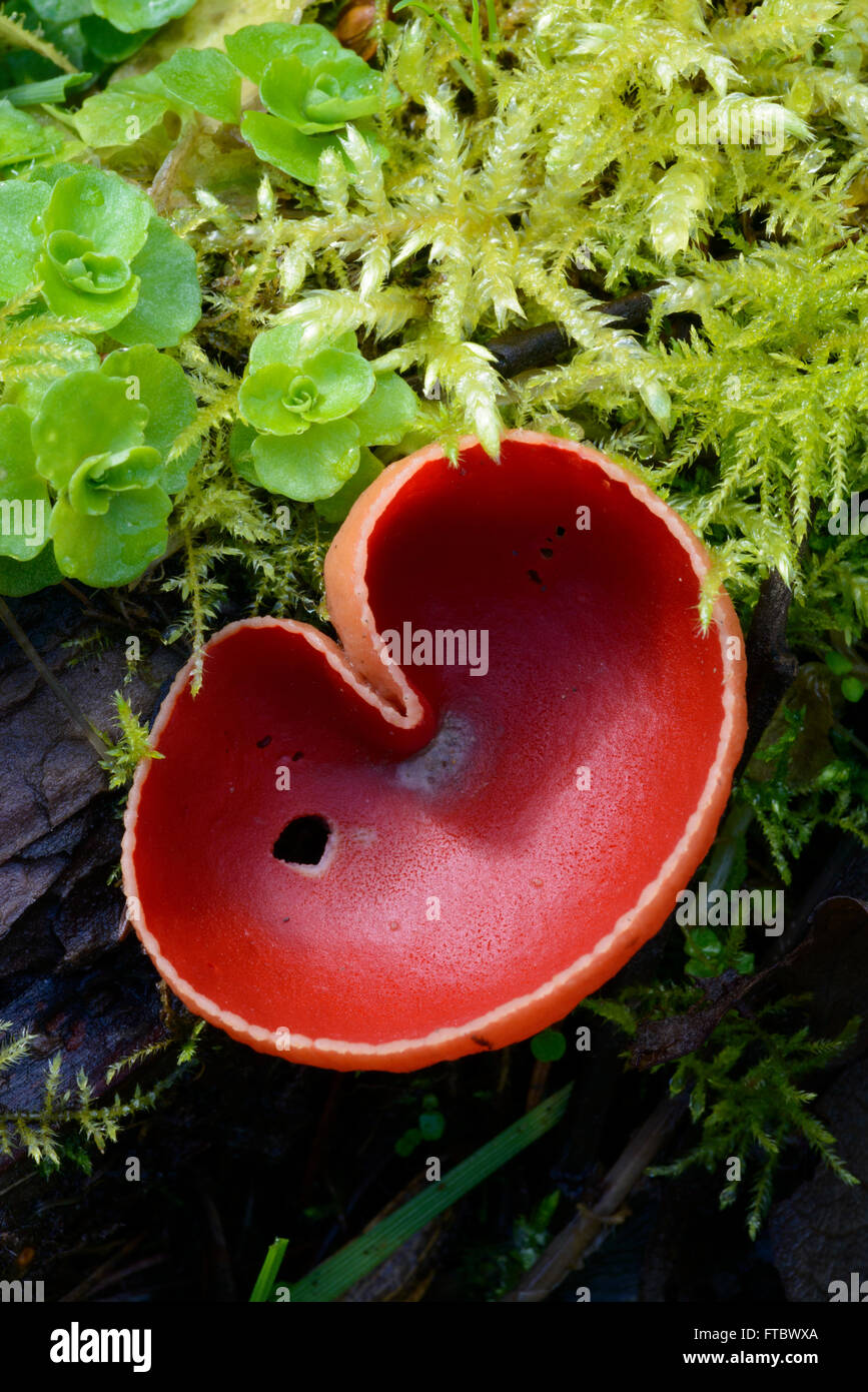 Cup Shape Fungi High Resolution Stock Photography and Images - Alamy