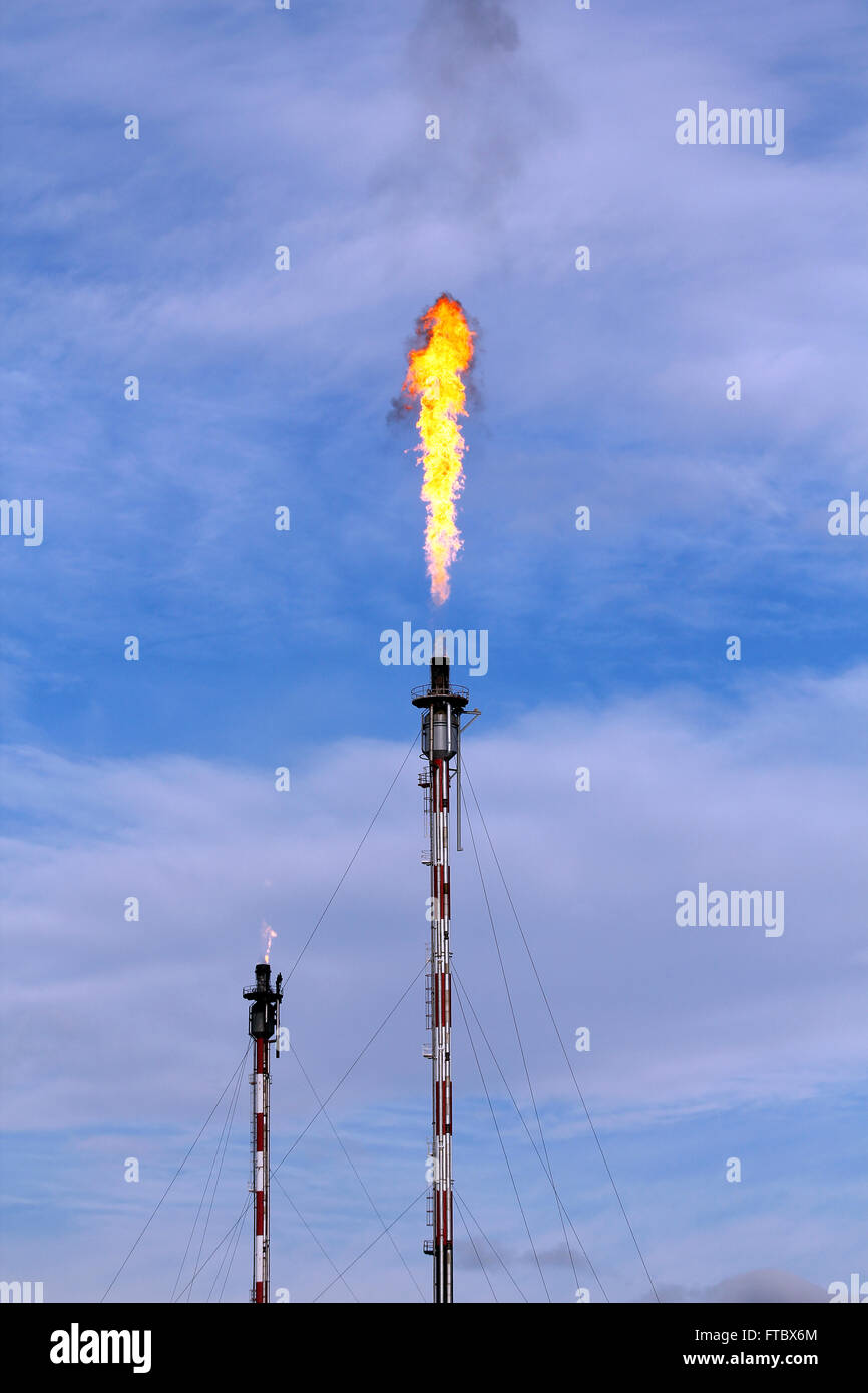 Torch plant hi-res stock photography and images - Alamy