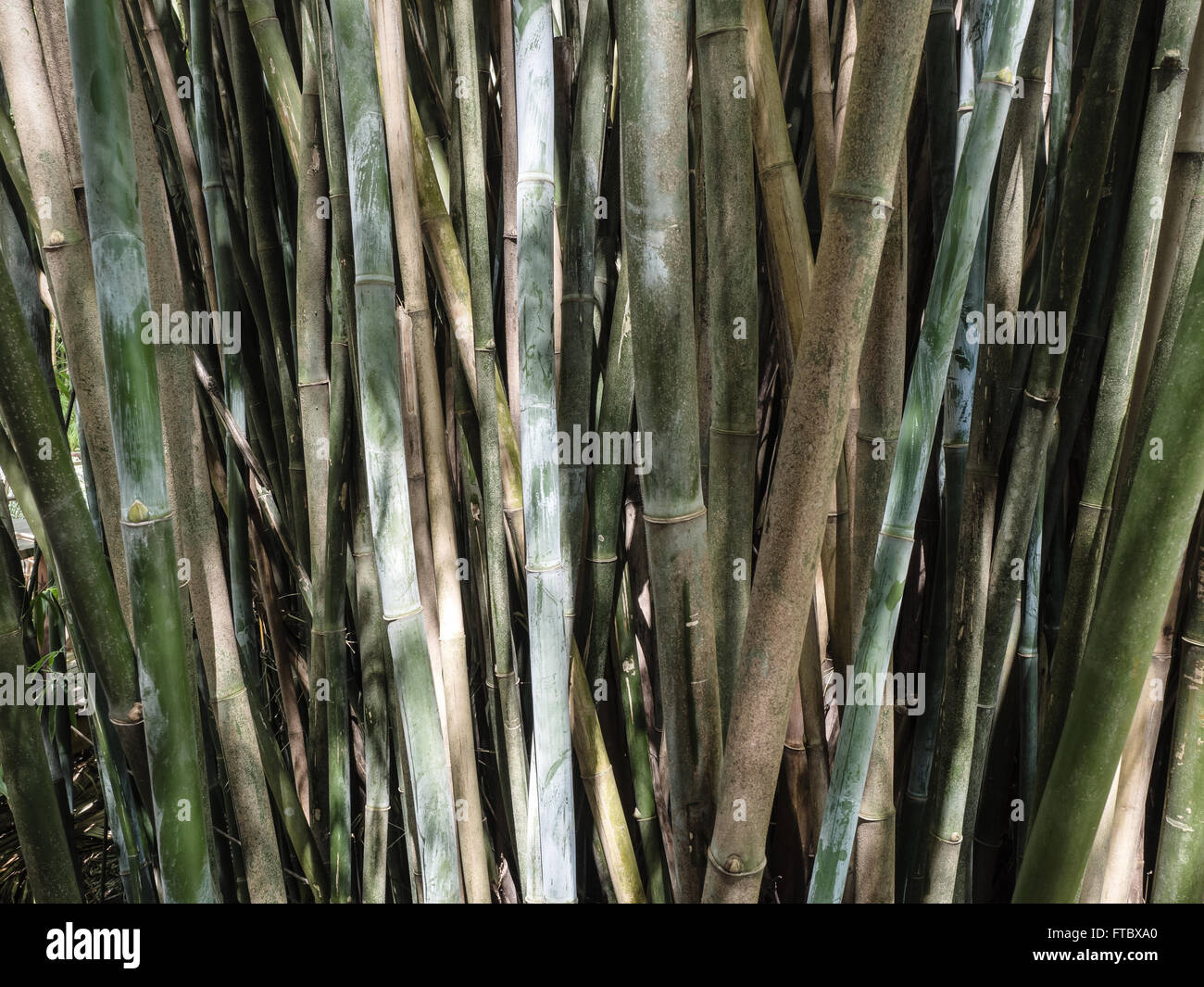 Large bamboo plant hi-res stock photography and images - Alamy