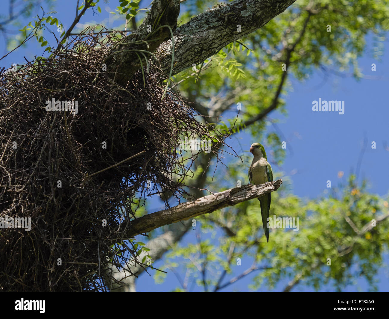 Quaker Parrot Nest Box
