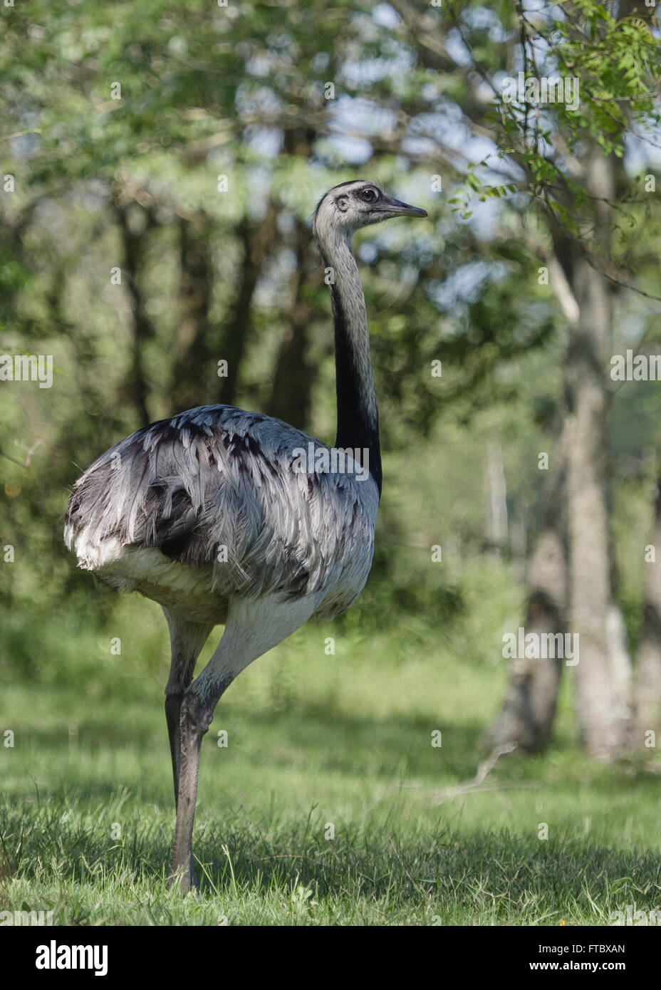 Wild Rhea, (Rhea americana albescens) seen in Ithe Ibera Wetland area ...