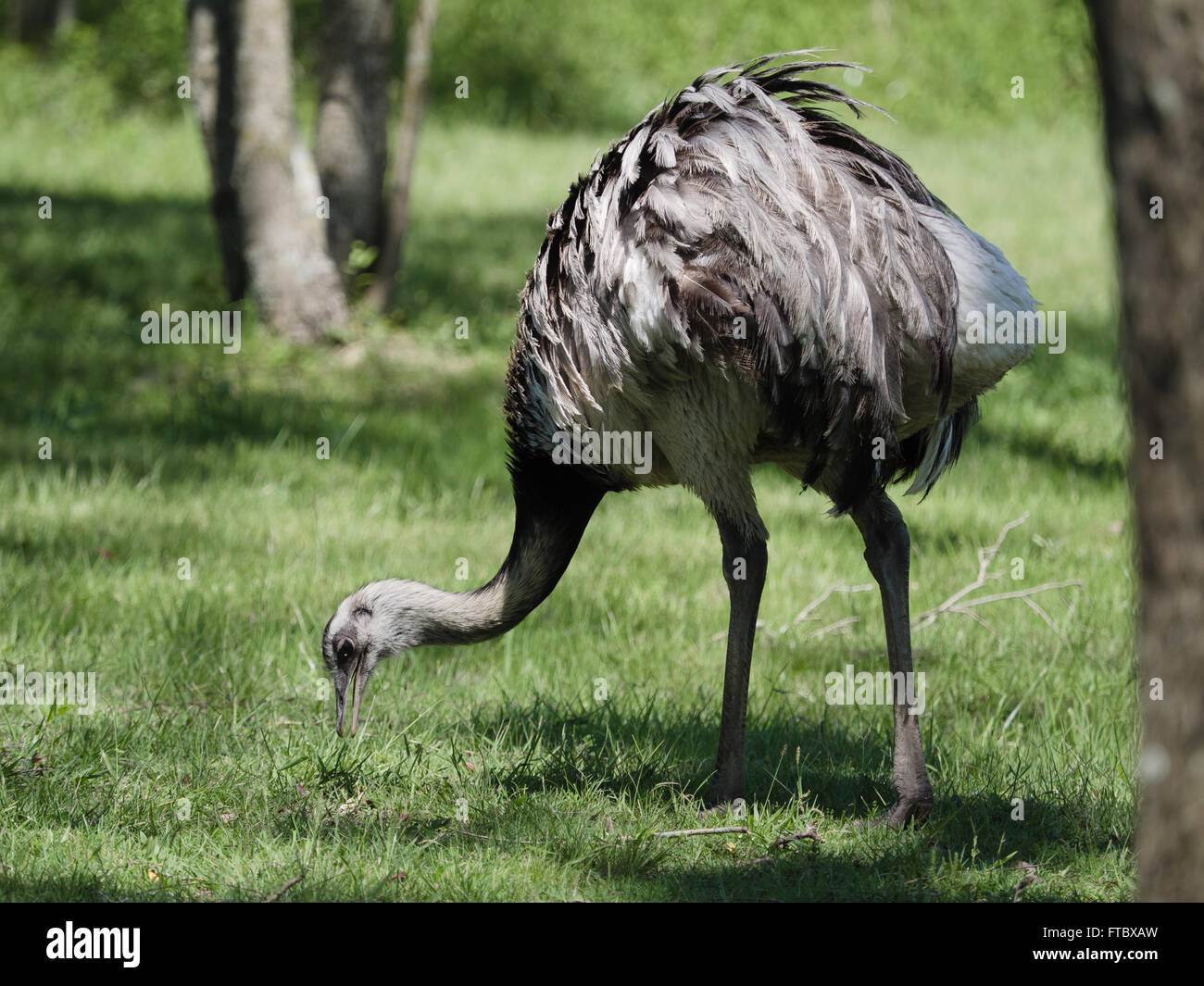 Wild Rhea, (Rhea americana albescens) seen in Ithe Ibera Wetland area ...