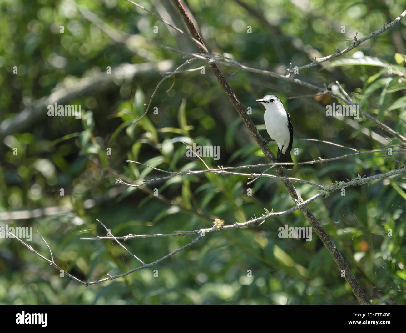 The white monjita (Xolmis irupero) a member of the flycatcher family ...