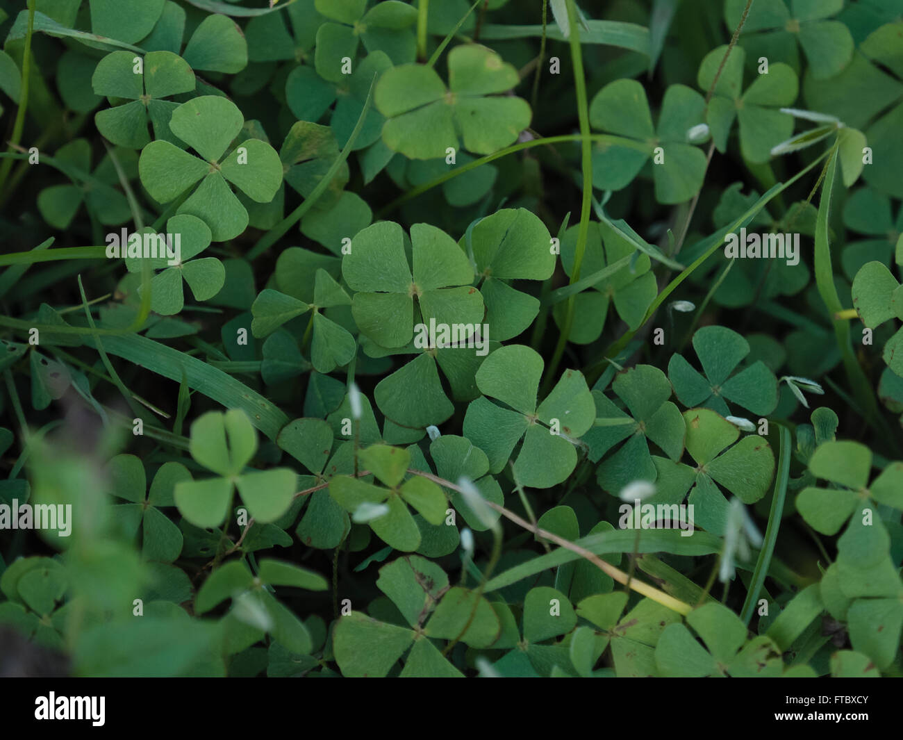 Four leaved clover hi-res stock photography and images - Alamy