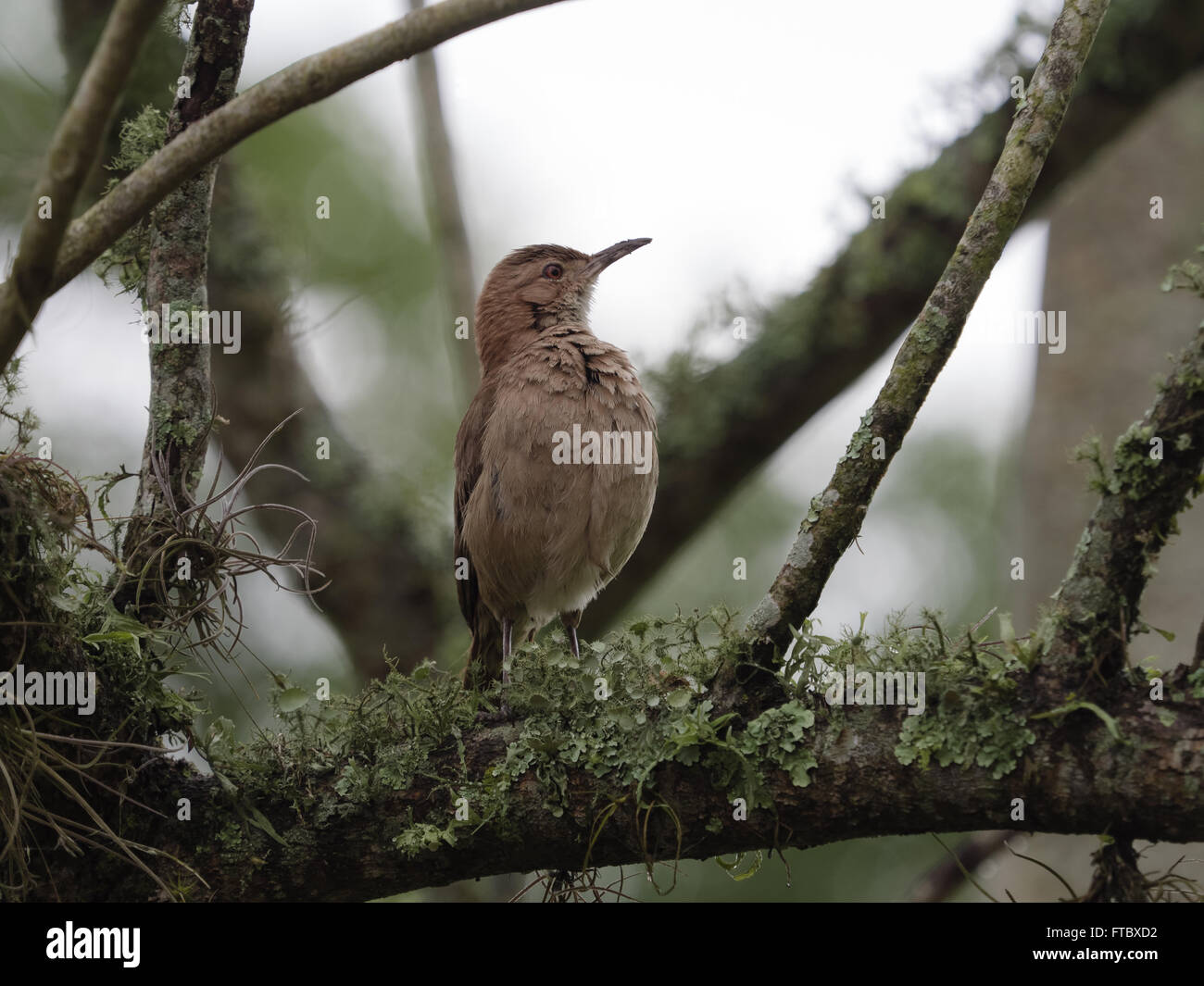 The clay-colored thrush (Turdus grayi) seen in Argentinian wetlands ...