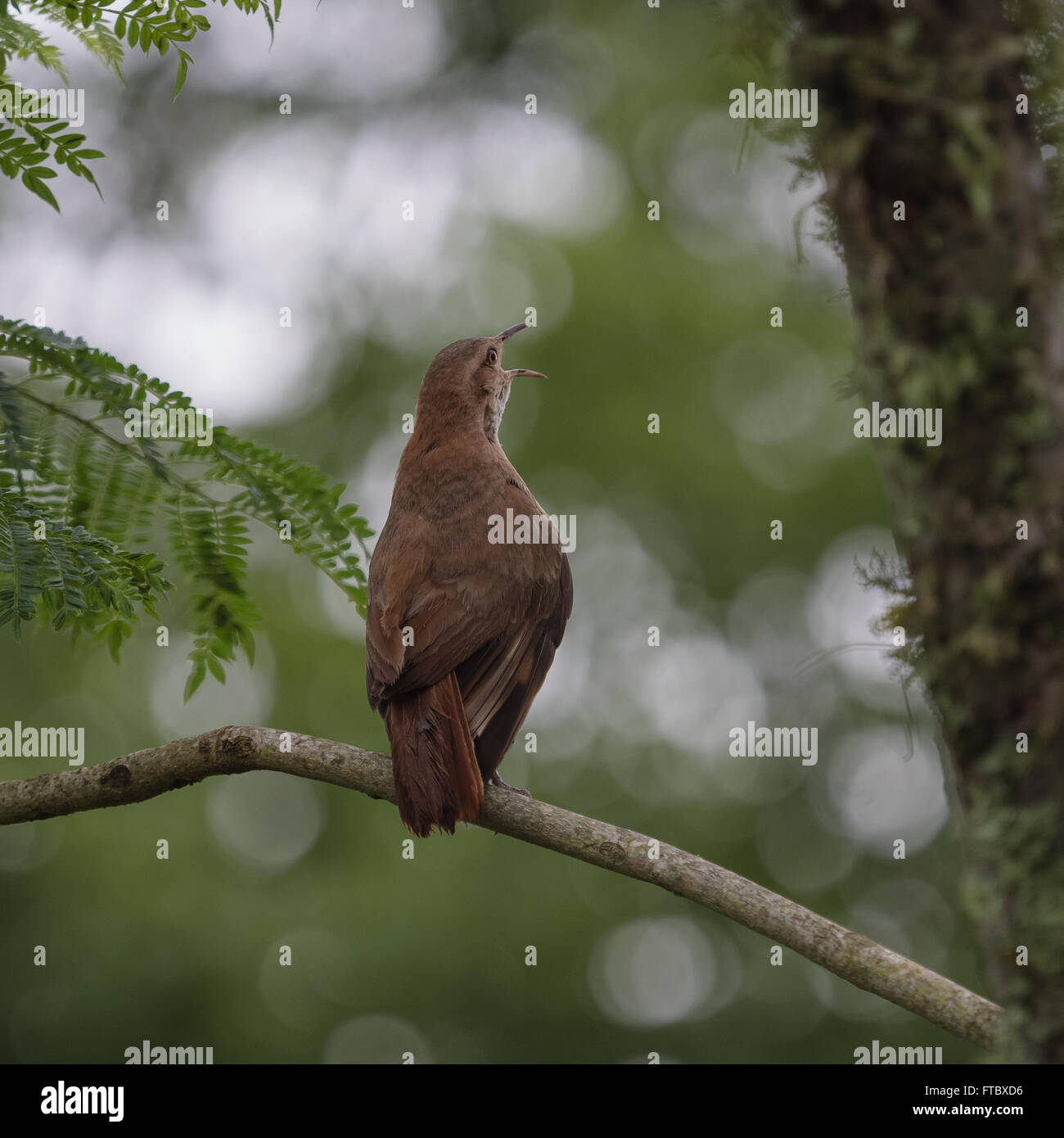 Clay colored robin bird hi-res stock photography and images - Alamy
