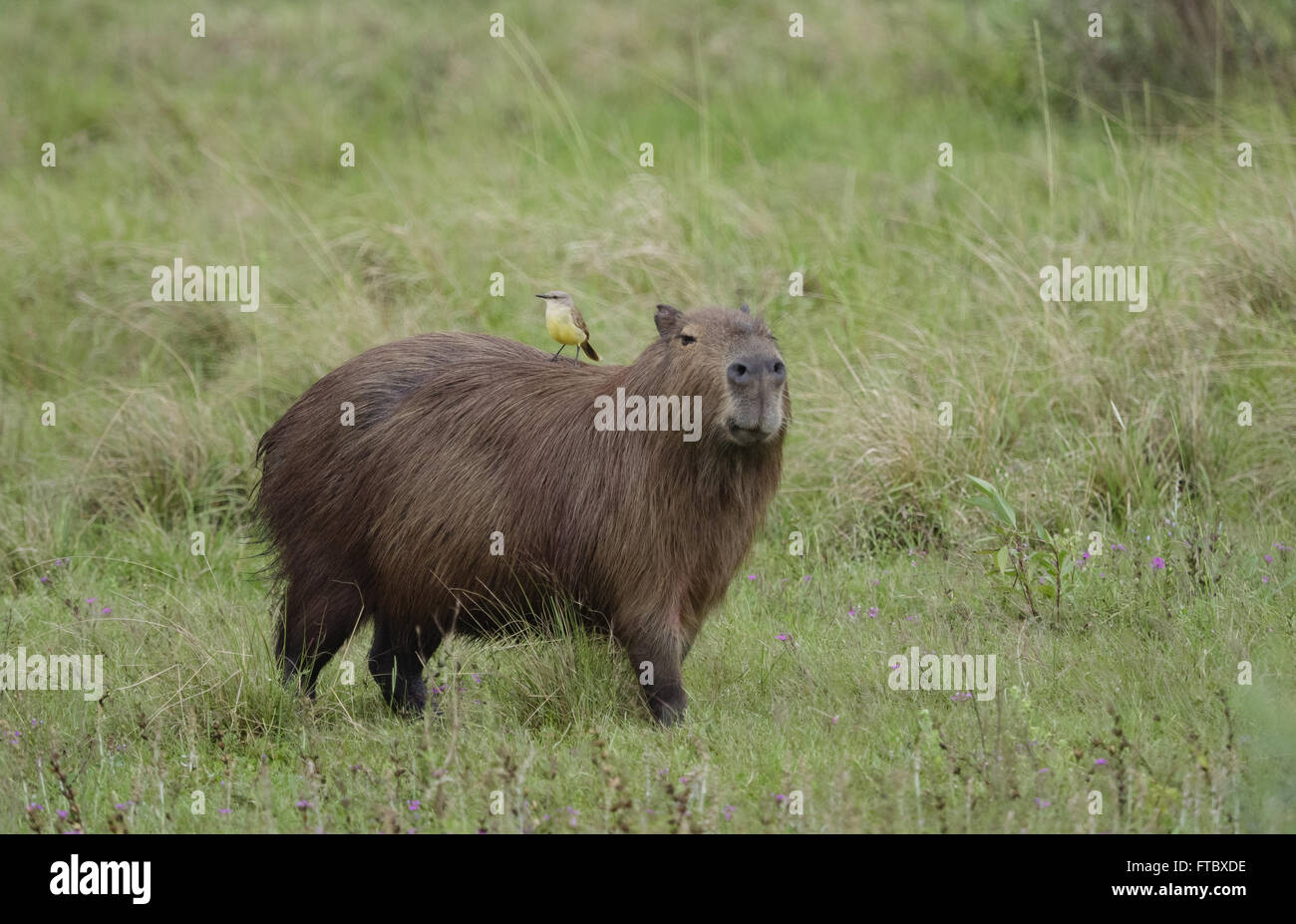 Argentina carpincho hi-res stock photography and images - Alamy