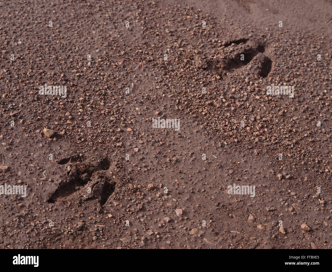 Tracks of wild Capybara in Argentina Stock Photo - Alamy