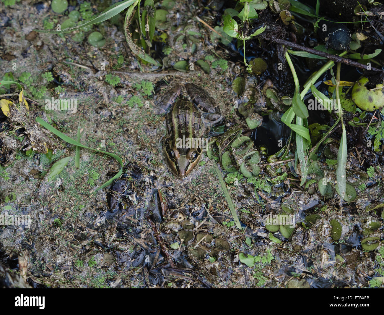 Wild frog hi-res stock photography and images - Alamy